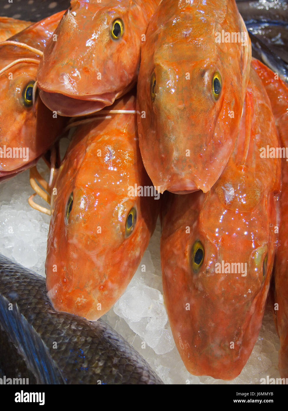 food aliment animal fauna fish kitchen cuisine boil cooks boiling ...