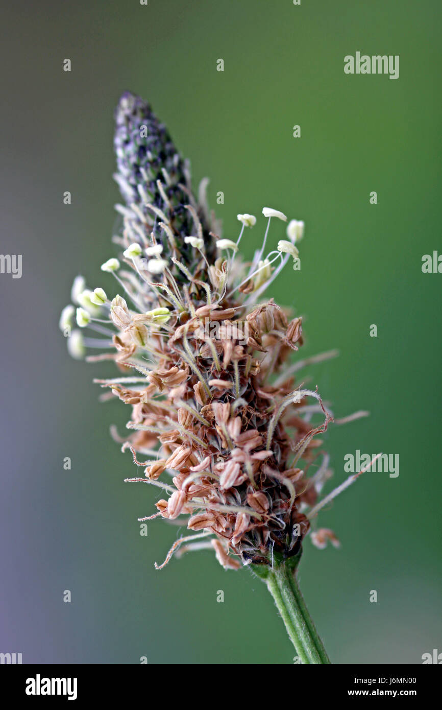 bloom blossom flourish flourishing medicinal plant plantain bloom ...