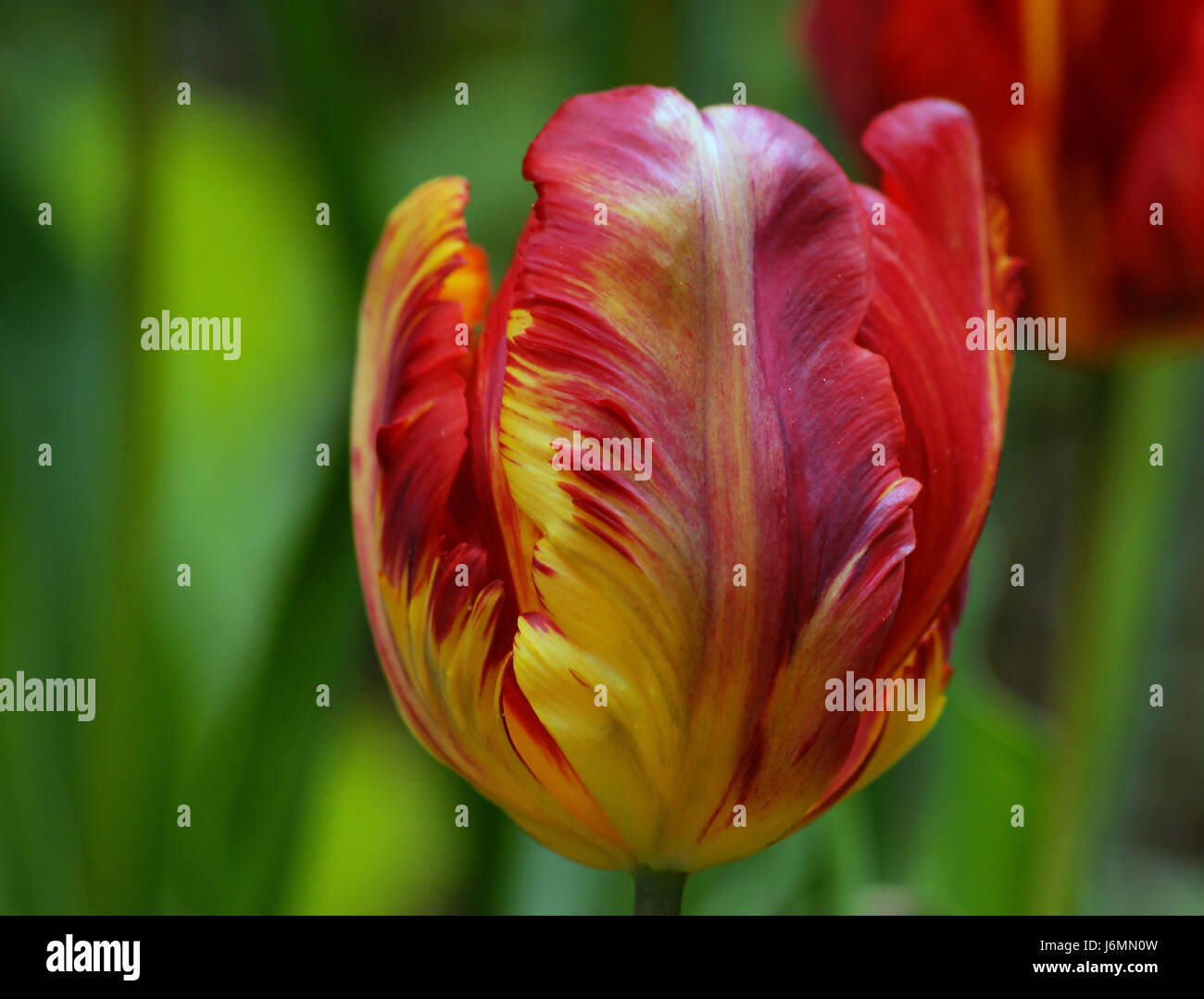 garden bloom blossom flourish flourishing stamp stalk bud flower plant ...