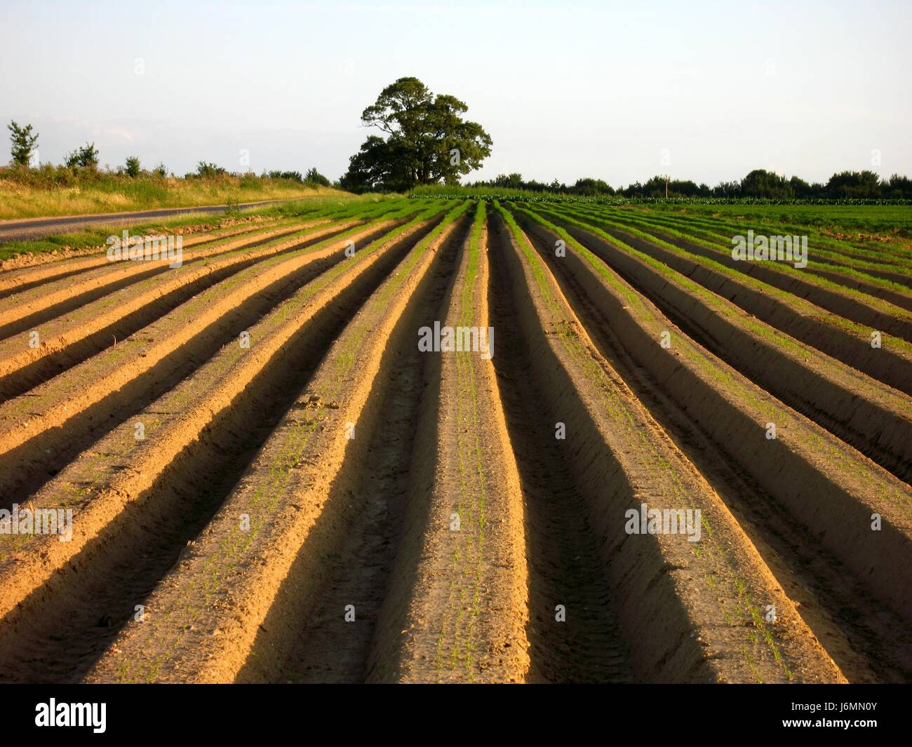 Lines on a field hi-res stock photography and images - Alamy
