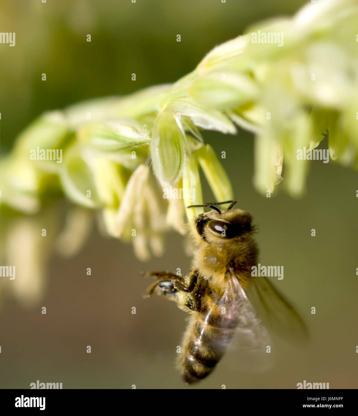 insect pollen nectar honey nature bee motion postponement moving ...