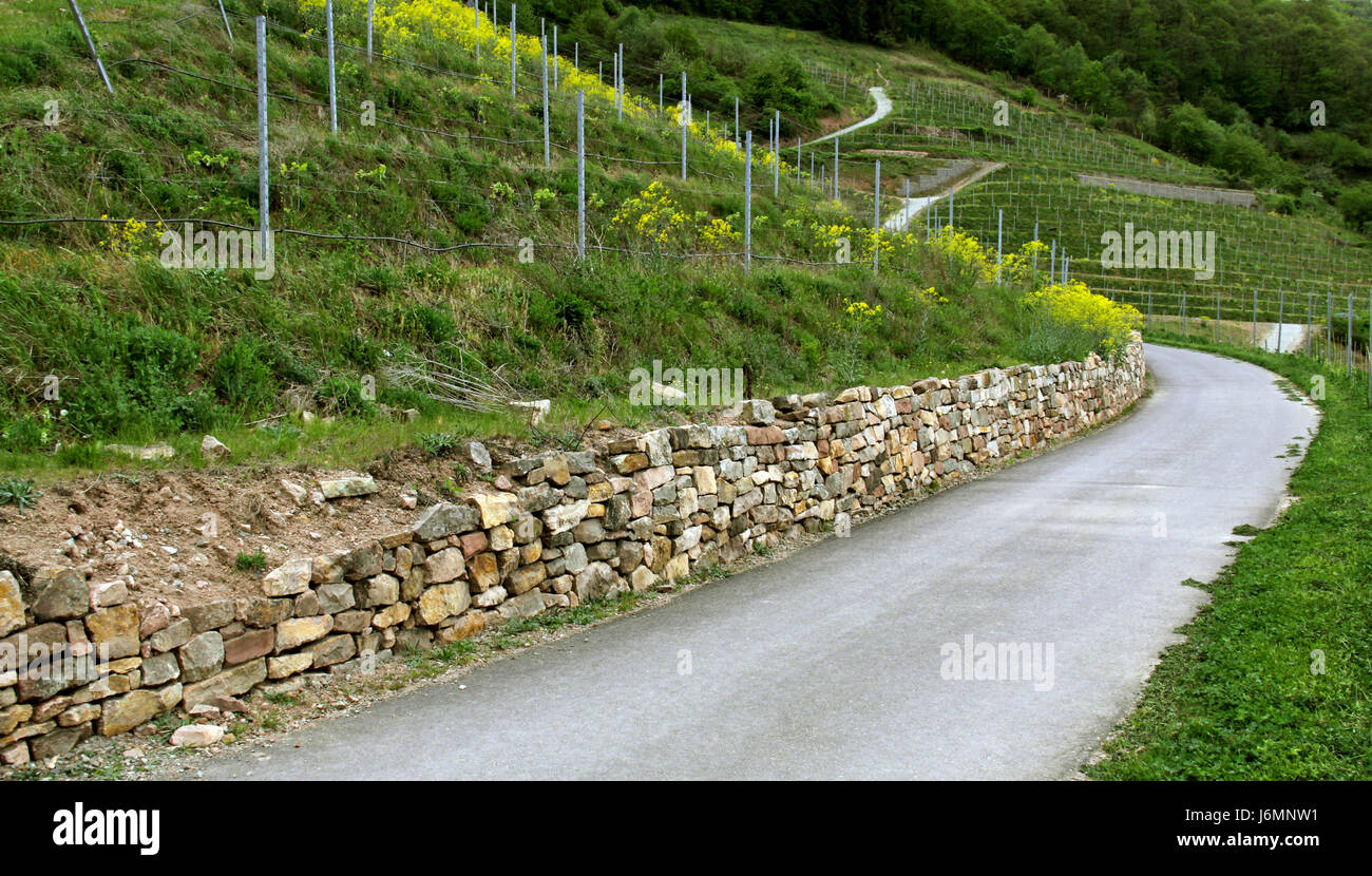 vineyard terrace cultivation of wine vineyard hedge habitat viticulture ...