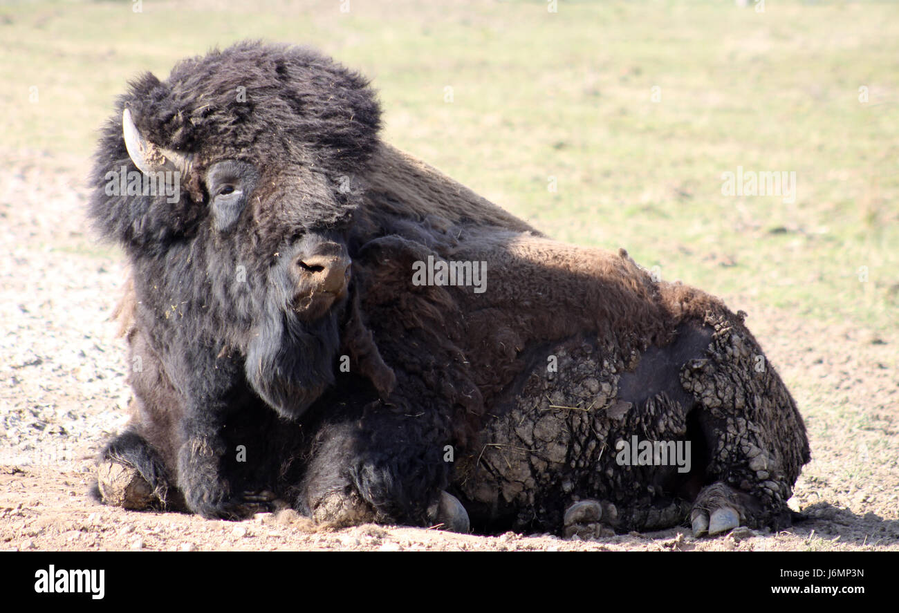 animal mammal horn skin gregarious animal hoofed animal buffalo body ...