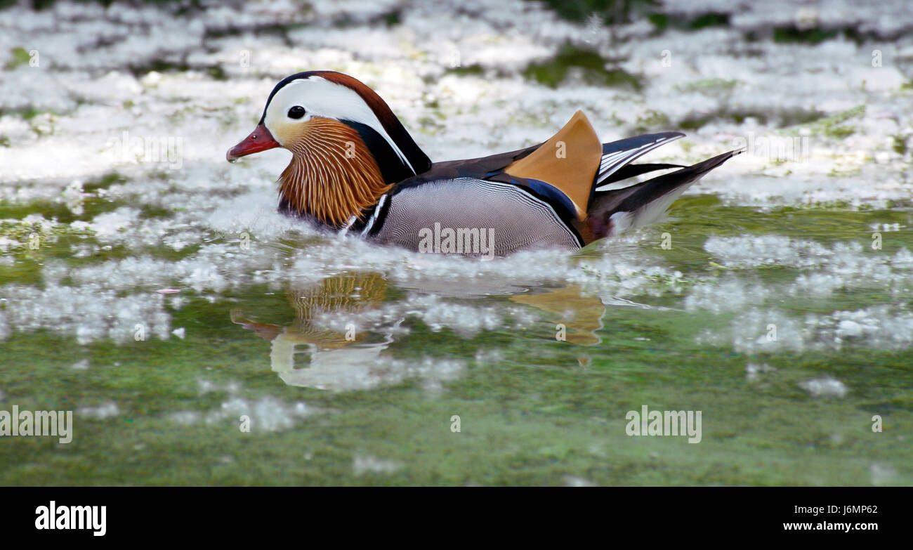 bird birds duck pollen fresh water pond water nature bird birds pollen ...
