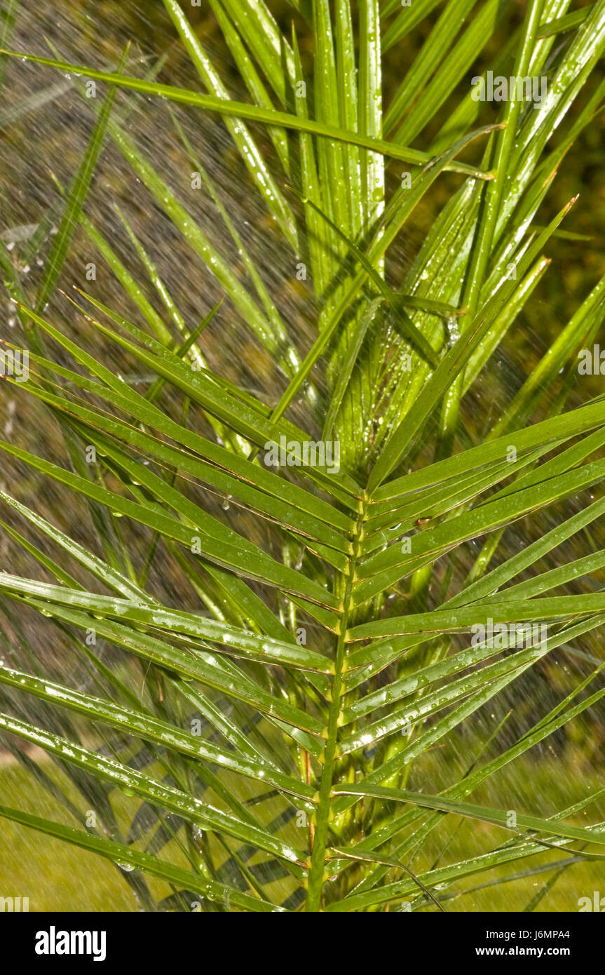 palm tree in the rain Stock Photo - Alamy