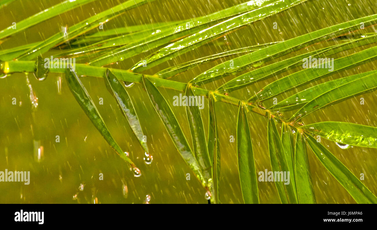 wet palm tree tropical water nature drop drip drops seeping sopping ...
