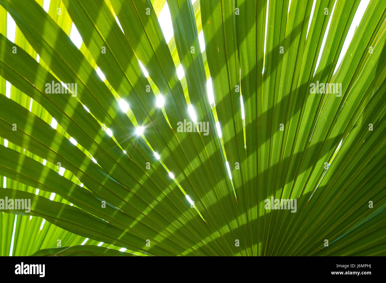 leaf leaves palm backdrop background foliage leaf tree fauna leaves ...