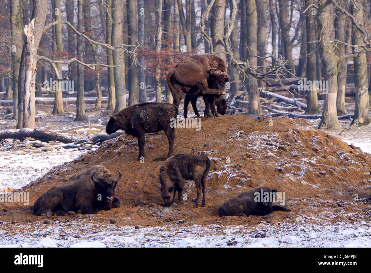 mammal bison big large enormous extreme powerful imposing immense ...