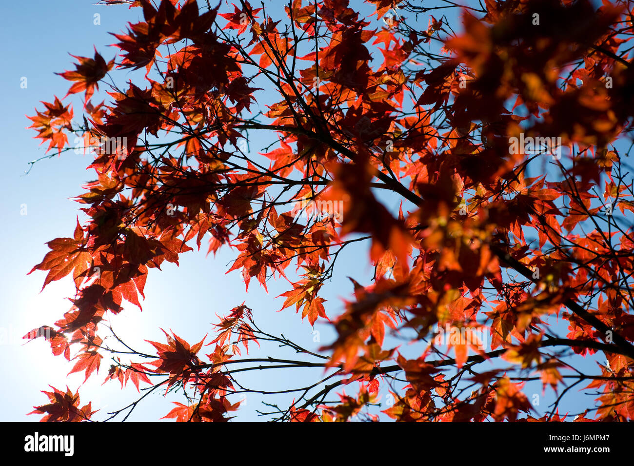 maple japan red blue tree firmament sky red zierahorn faecher koriba ...