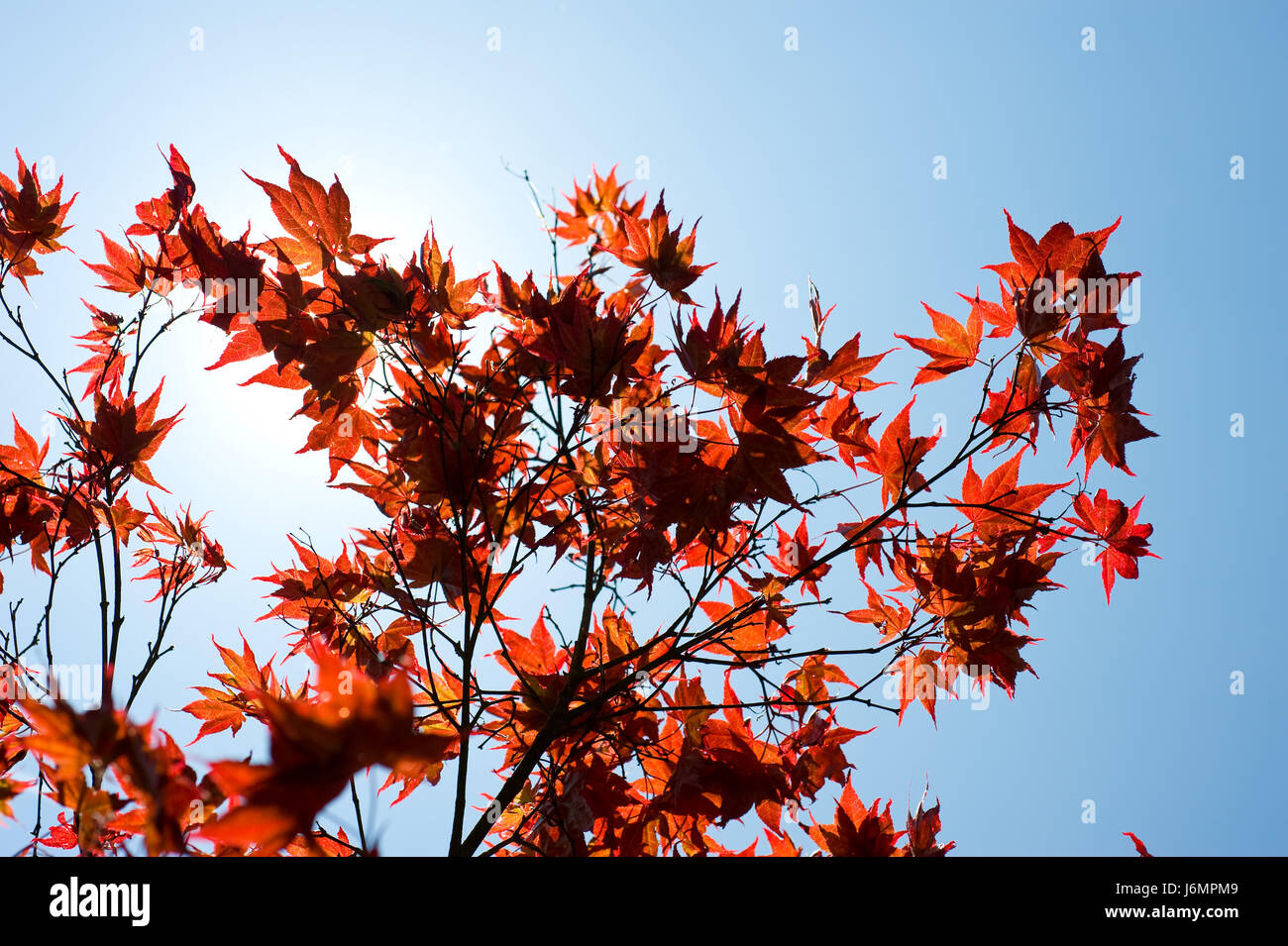asia maple japan red blue tree firmament sky red zierahorn faecher ...