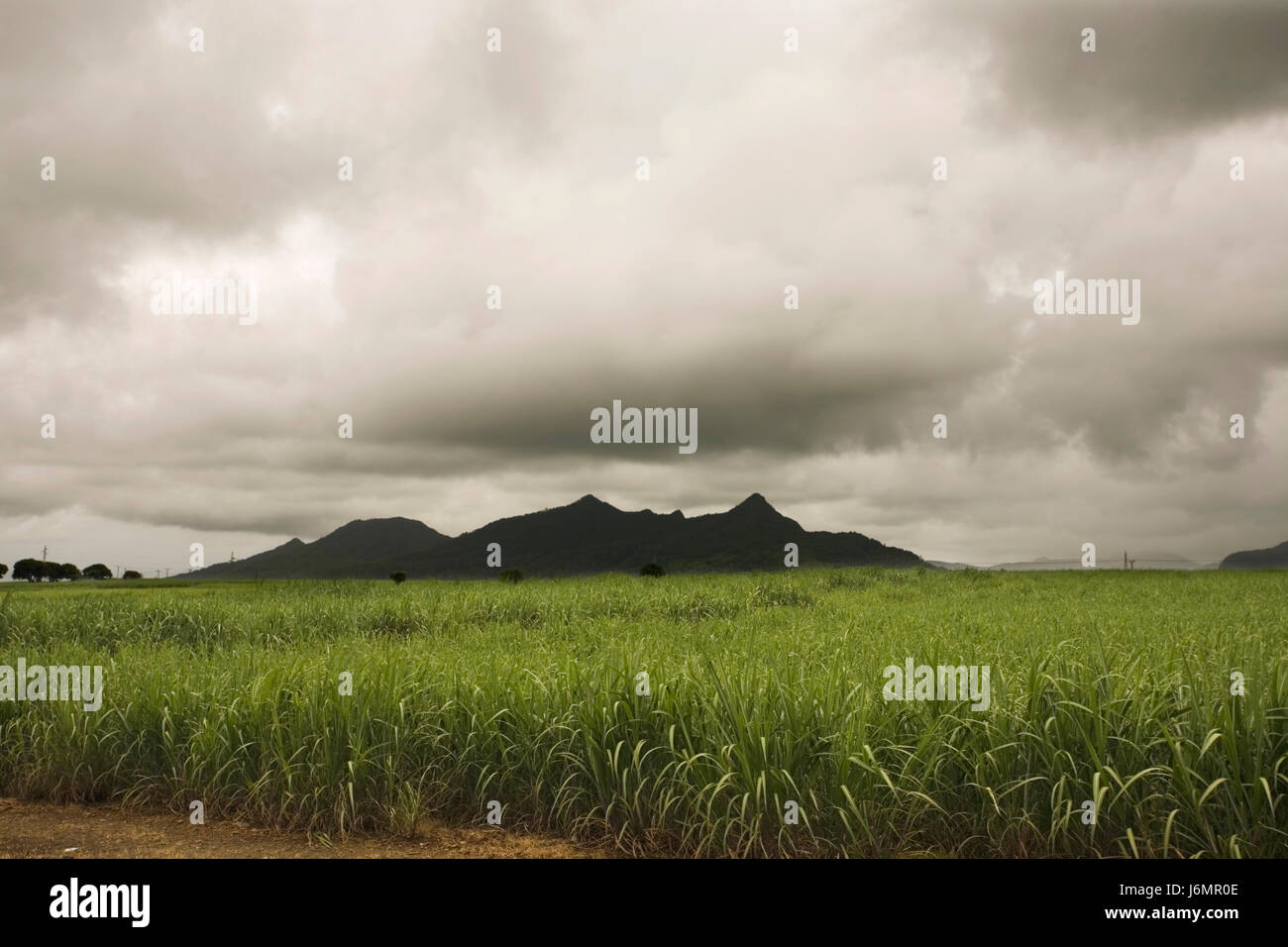 green field cultivation mauritius sugar cane scenery countryside nature ...