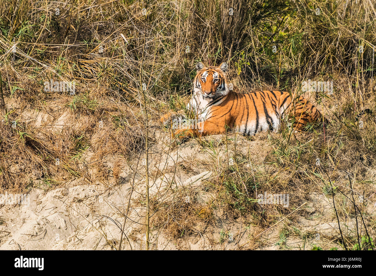 Tiger in motion Stock Photo - Alamy