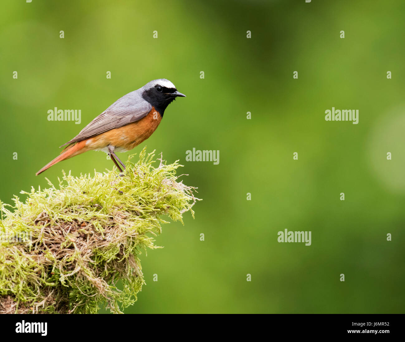 Redstart Bird Uk High Resolution Stock Photography and Images - Alamy