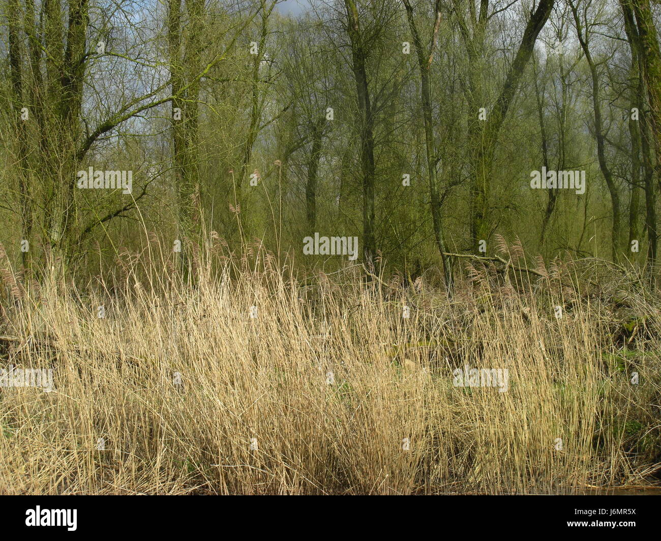 tree trees green national park reed nature-sanctuary forest nature ...