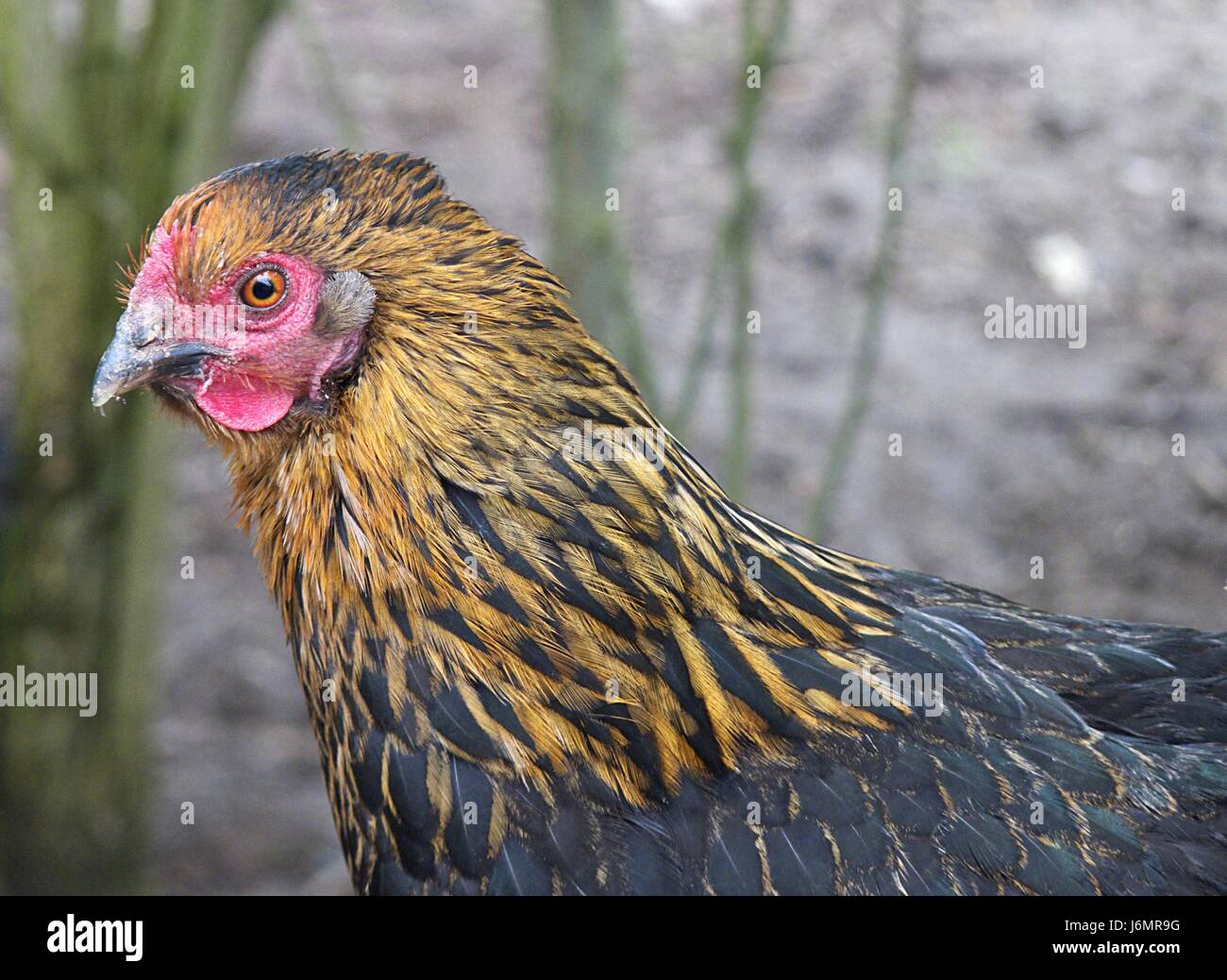 poultry farm animal chicken hen chickens hens beautiful beauteously ...