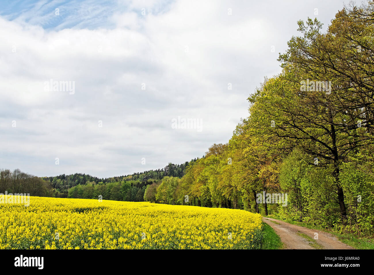 bloom blossom flourish flourishing field spring scenery countryside ...