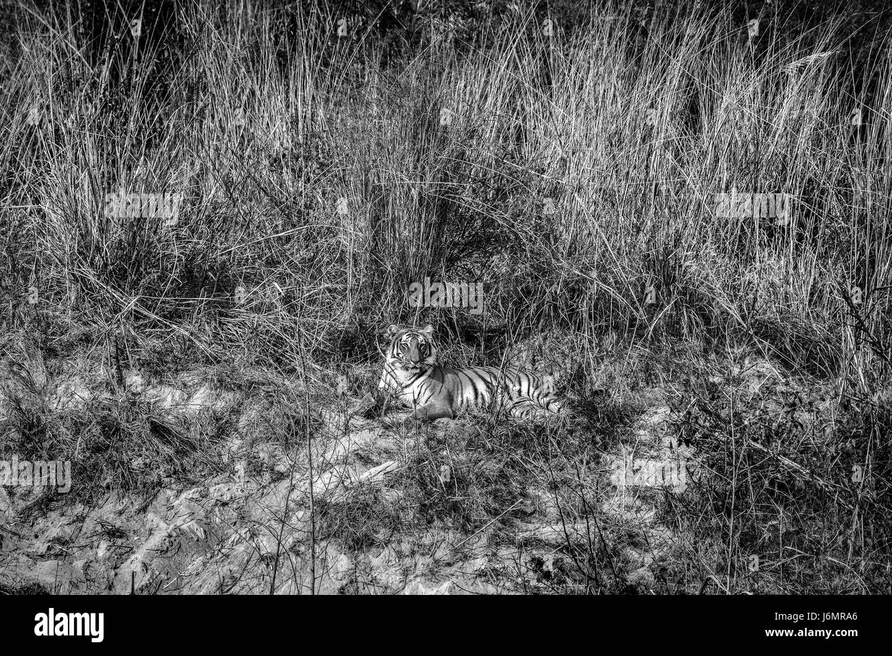 Tiger Sitting In Jungle High Resolution Stock Photography and Images ...