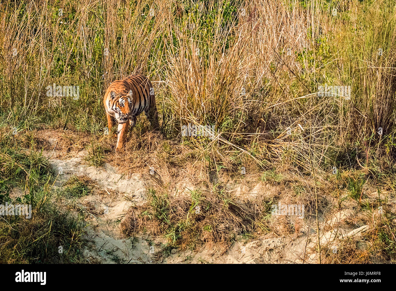 Bengal Tiger In Motion Stock Photos & Bengal Tiger In Motion Stock ...