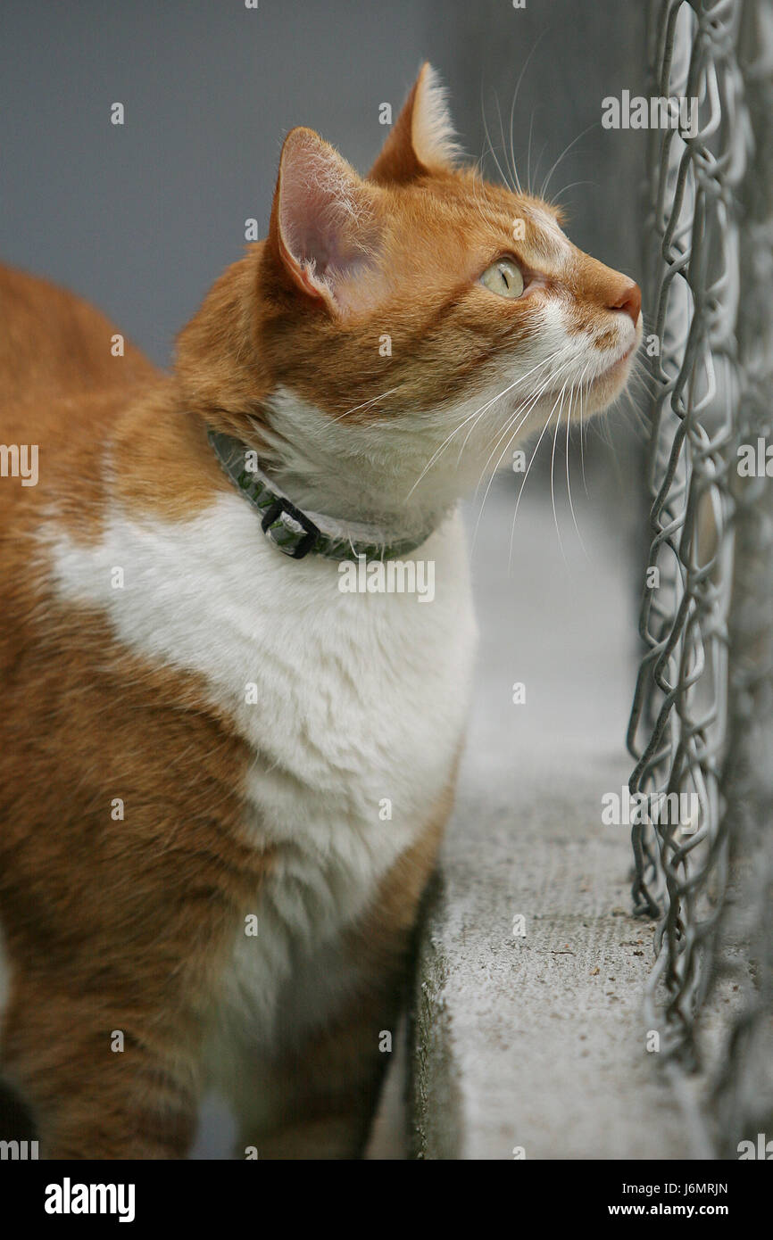 cat behind the fence Stock Photo - Alamy