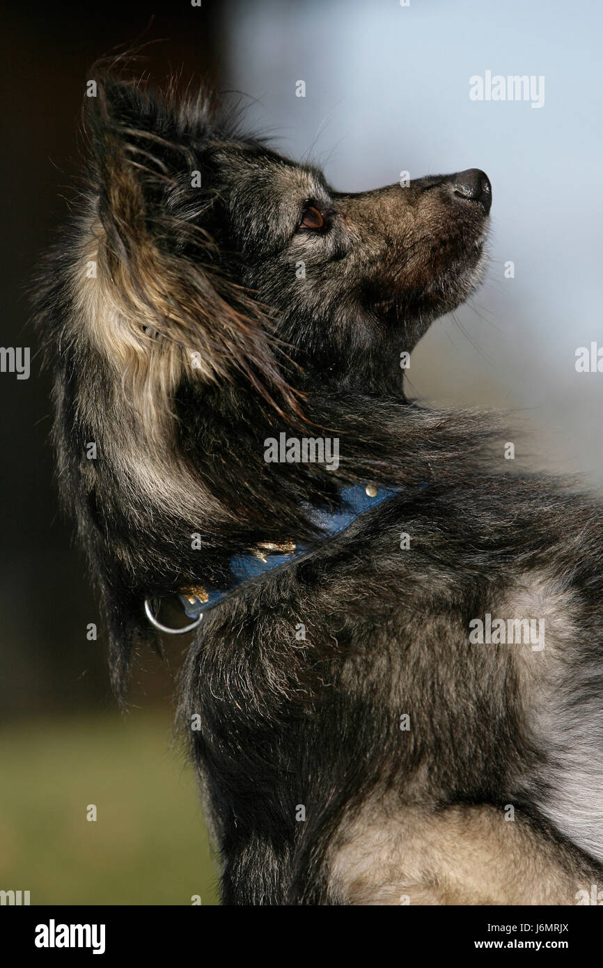 portrait animal portrait dog pointed long hairs pedigree dog cute blue ...
