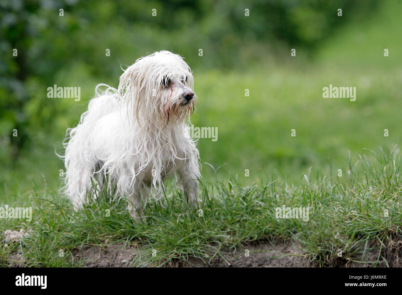 portrait dog wet pedigree dog malteser drop drip drops seeping sopping ...