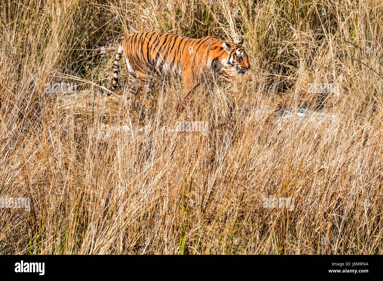 Tiger in motion Stock Photo - Alamy