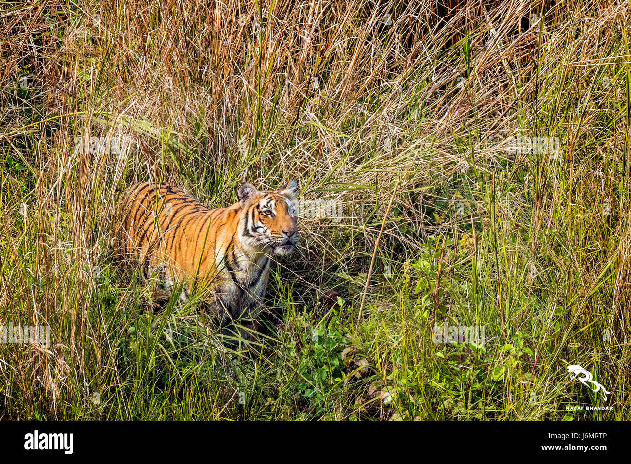 Tiger in motion Stock Photo - Alamy