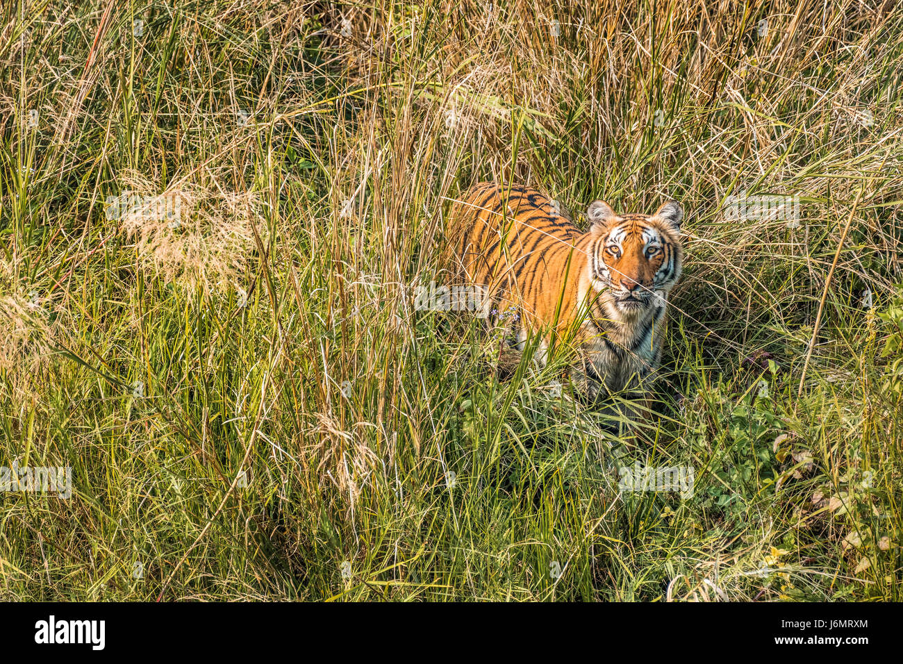 Tiger in motion Stock Photo - Alamy