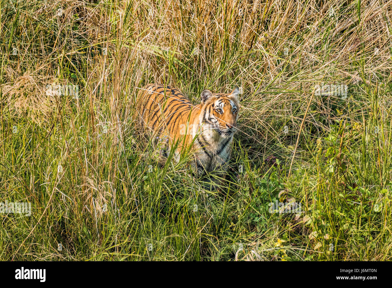 Tiger in motion Stock Photo - Alamy