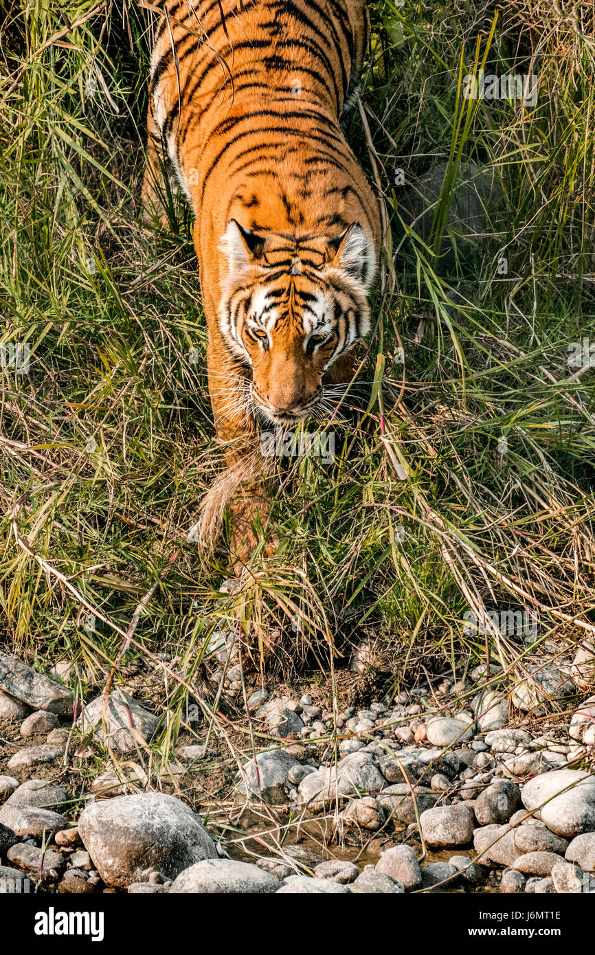 Tiger in motion Stock Photo - Alamy