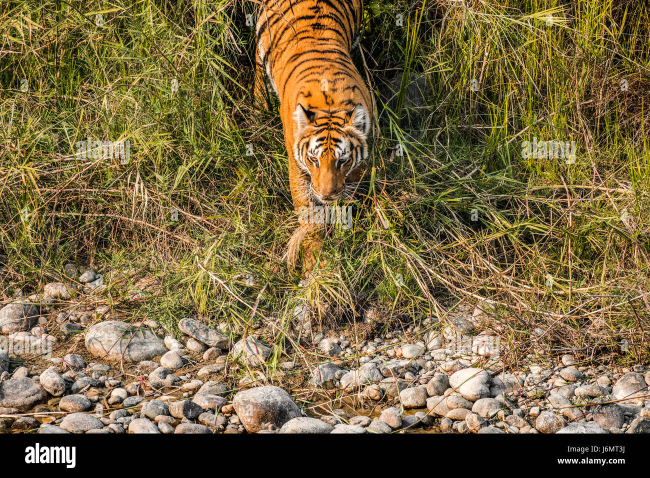 Tiger in motion Stock Photo - Alamy