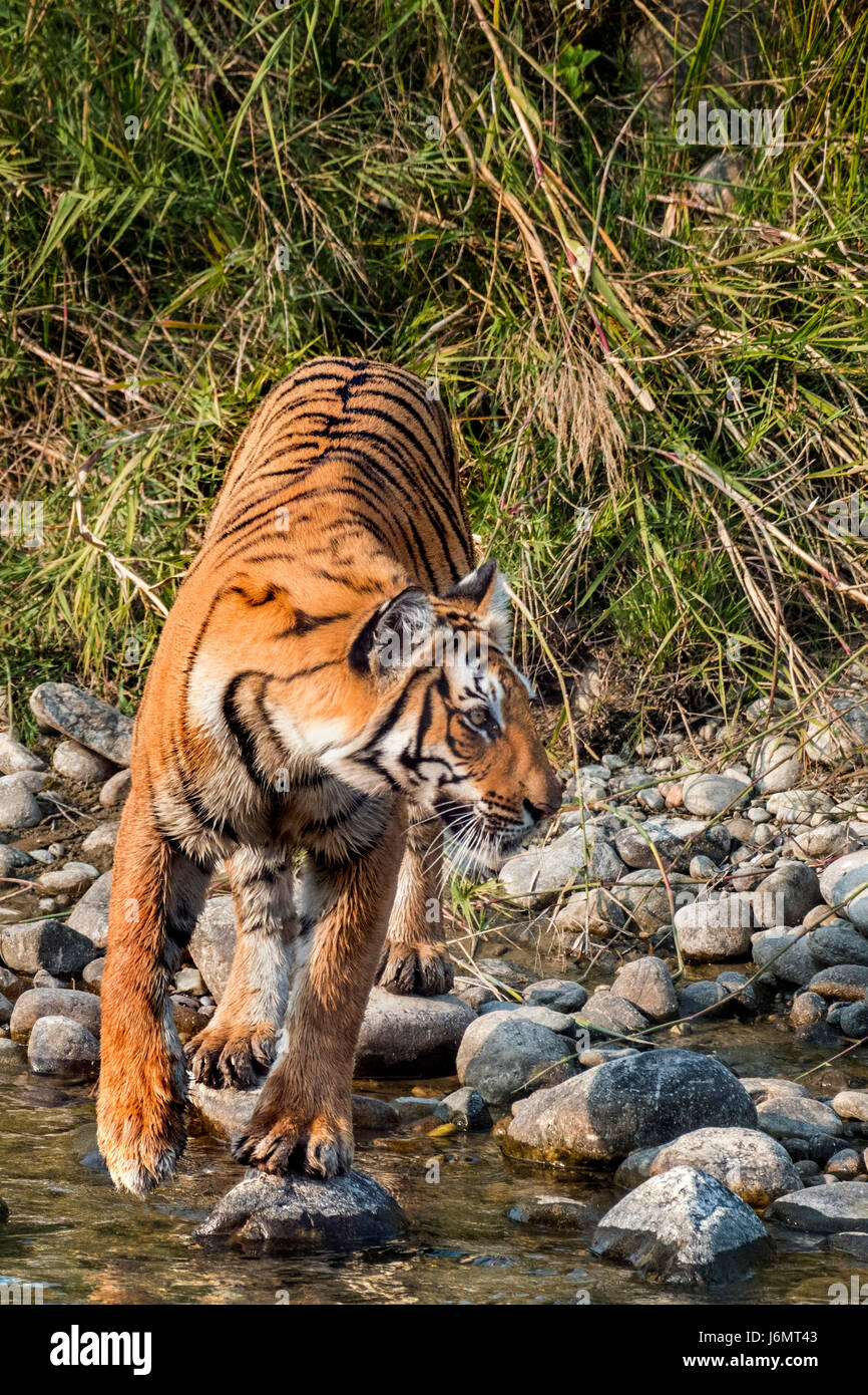 Tiger in motion Stock Photo - Alamy