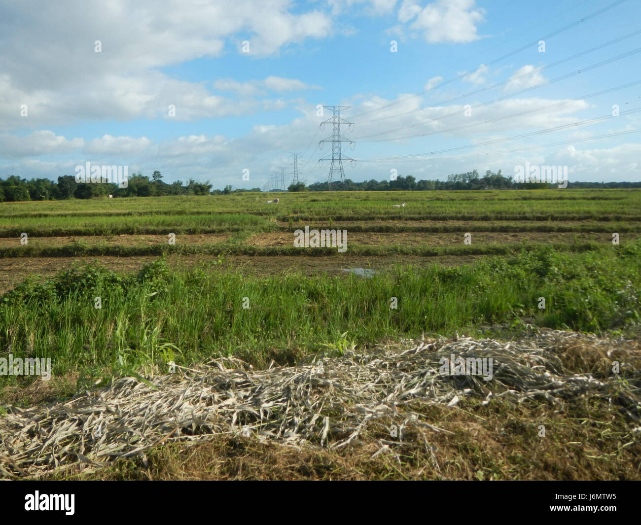 This image shows the agricultural landscape of the Diliman, Salapungan ...