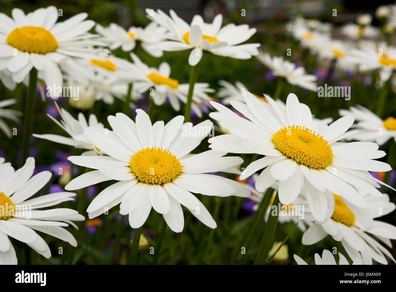 beautiful large daisies in a meadow Stock Photo - Alamy