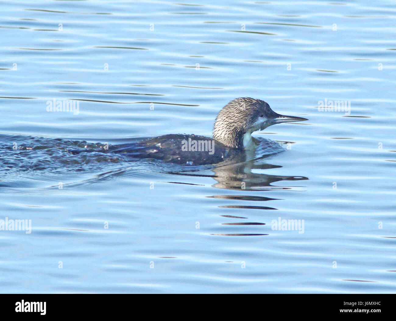 Well observed hi-res stock photography and images - Alamy