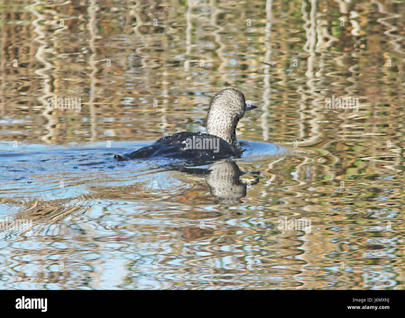 Oso Flaco High Resolution Stock Photography and Images - Alamy