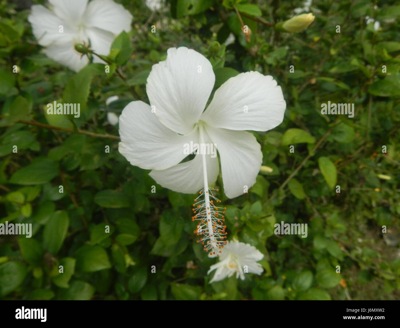 This image showcases the Hibiscus rosa-sinensis plant, featuring white ...