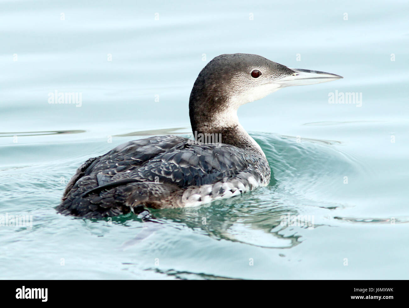 The Common Loon, a migratory bird, was photographed in Morro Bay ...