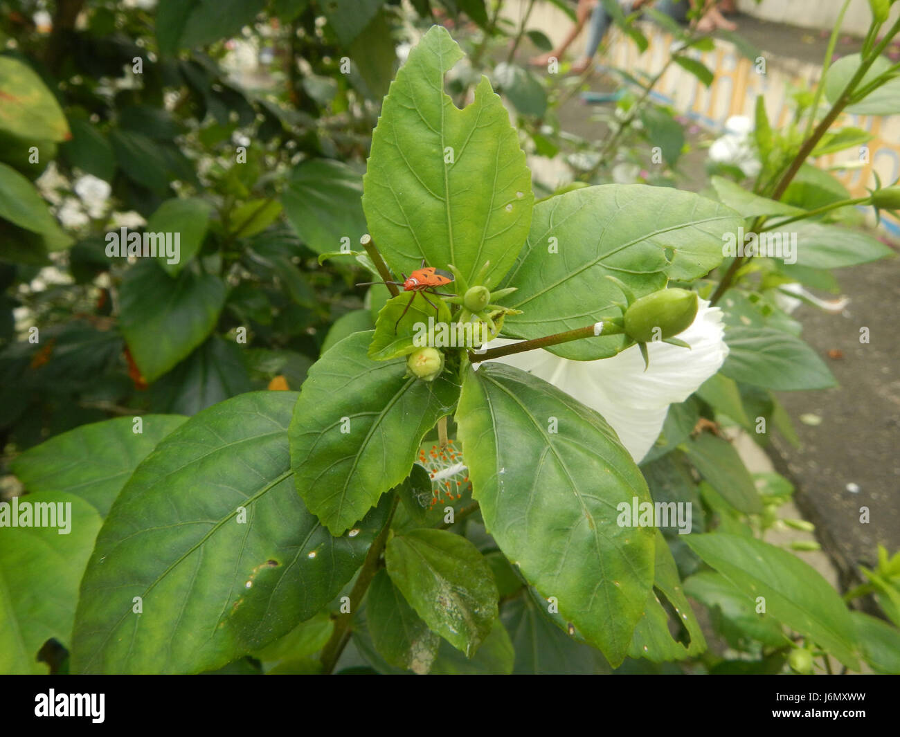 0601 Hibiscus rosa-sinensis White Cultivars 08 Stock Photo - Alamy