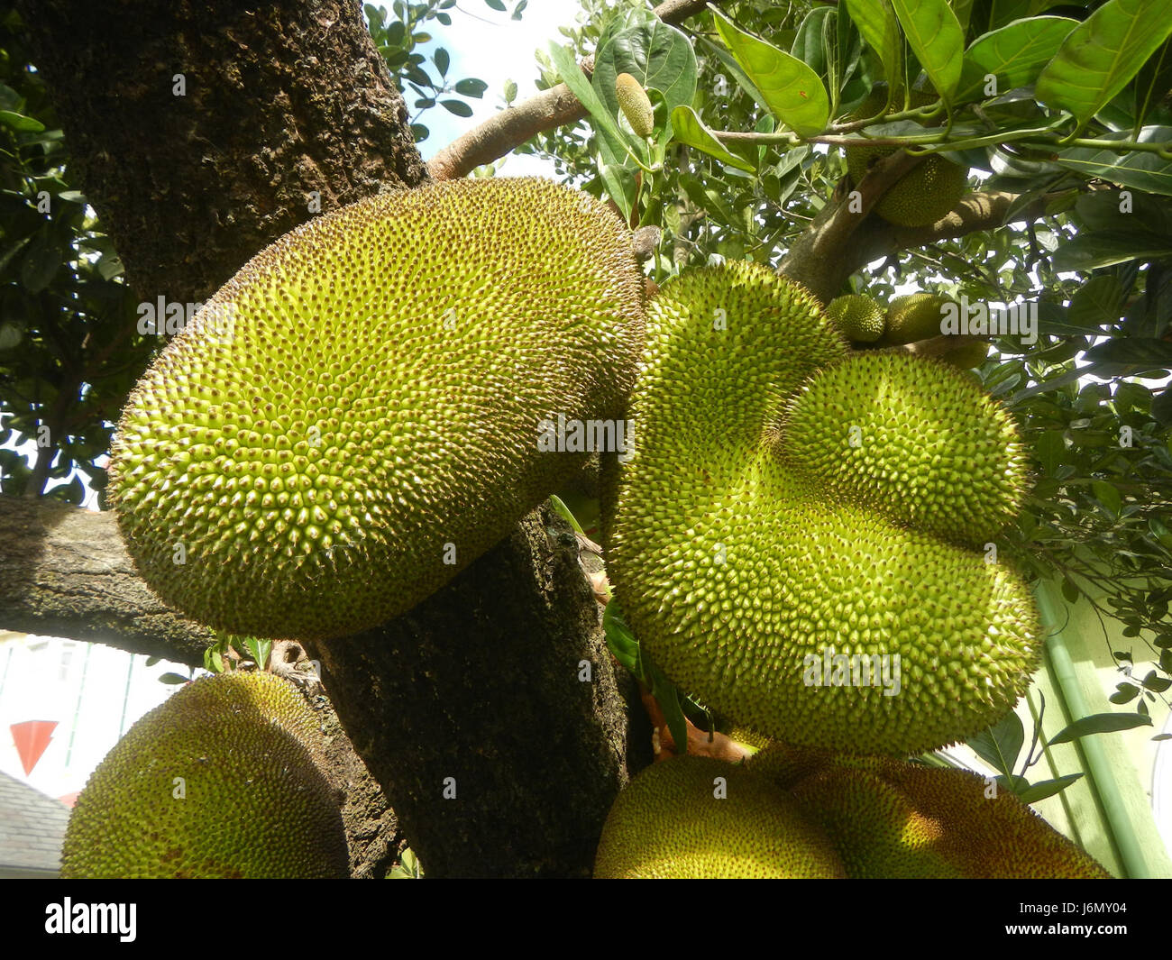 Jackfruit varieties hi-res stock photography and images - Alamy