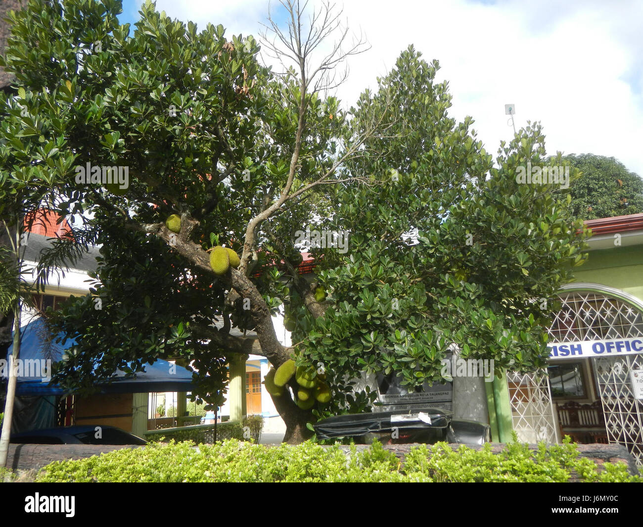 The jackfruit trees in Plaridel, Bulacan, Philippines, are a ...