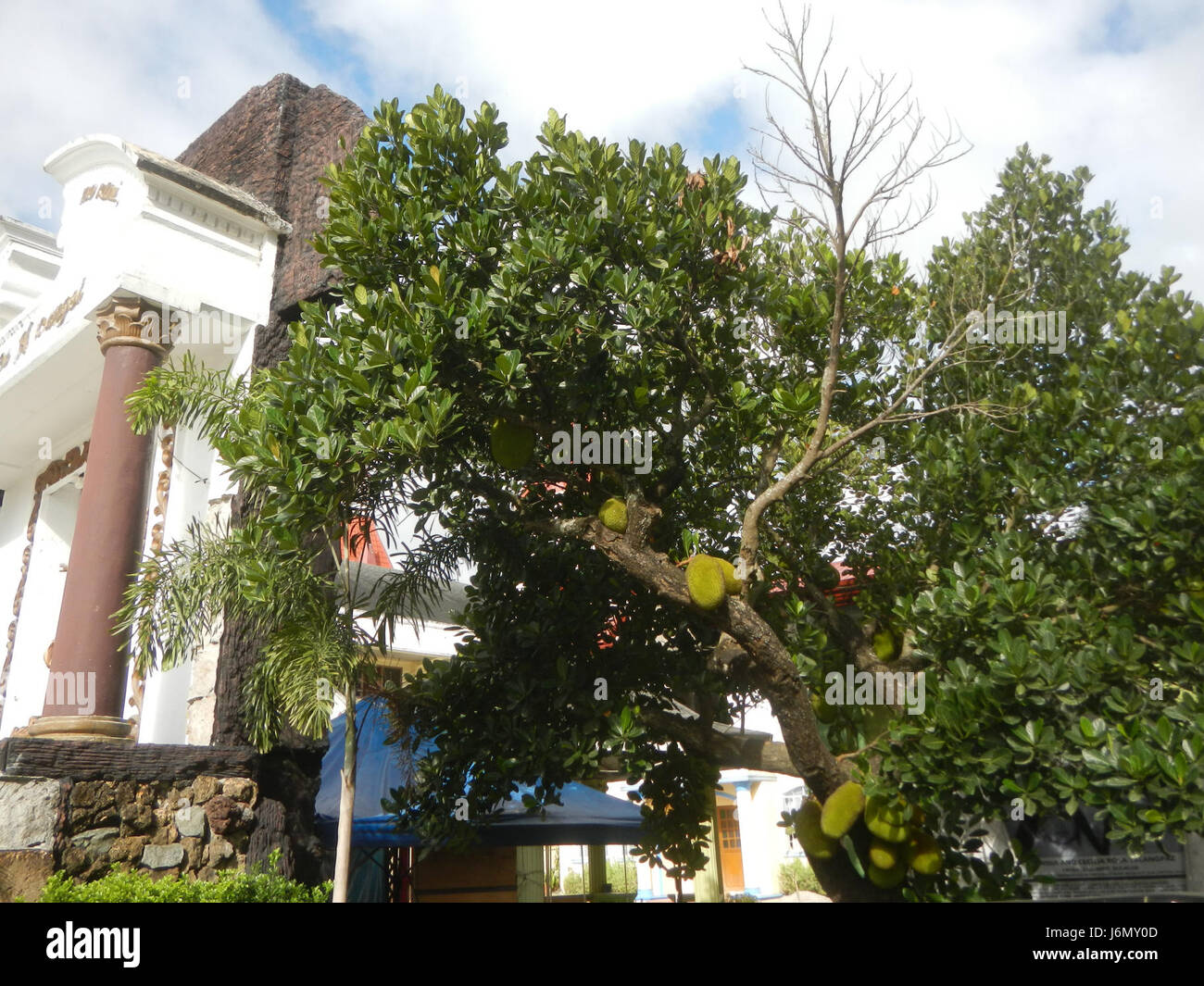 The jackfruit in Plaridel, Bulacan, Philippines, is a common tropical ...