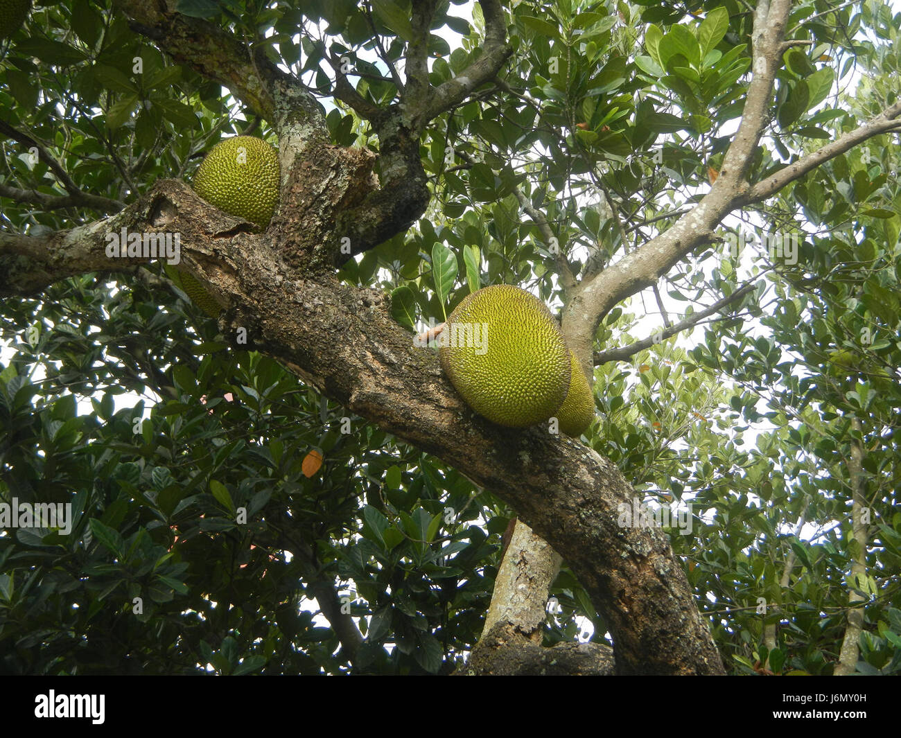 The jackfruit in Plaridel, Bulacan, Philippines, is a significant ...