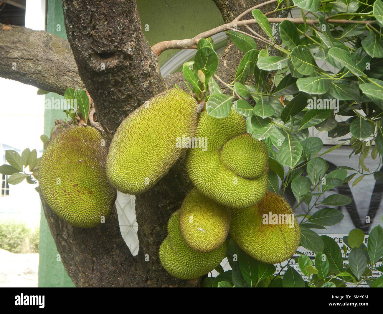 0655 Jackfruit in the Plaridel Bulacan Philippines 16 Stock Photo - Alamy