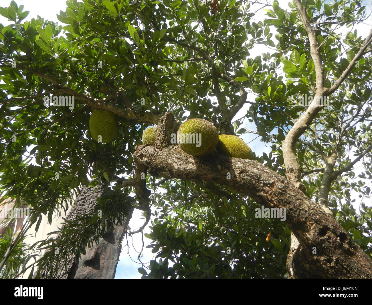 0655 Jackfruit in the Plaridel Bulacan Philippines 17 Stock Photo - Alamy