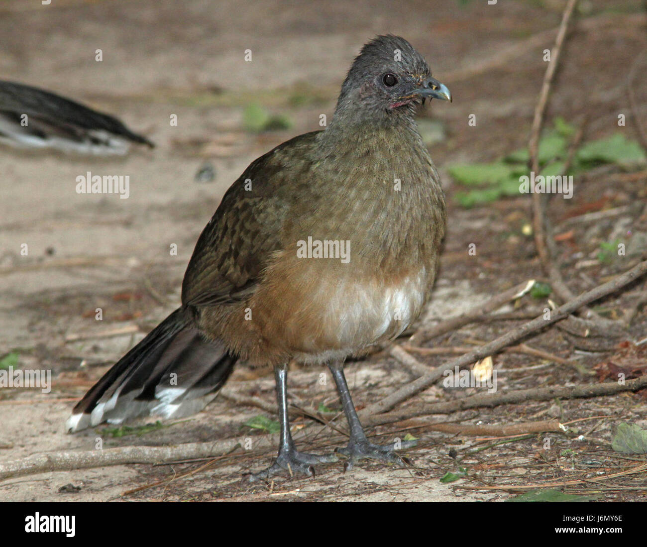 The Plain Chachalaca is a bird species observed on January 31, 2010, in ...
