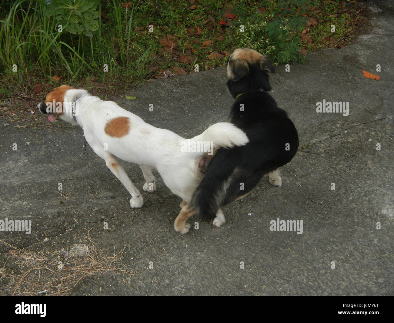 0842 Copulating dogs in the Philippines 03 Stock Photo - Alamy