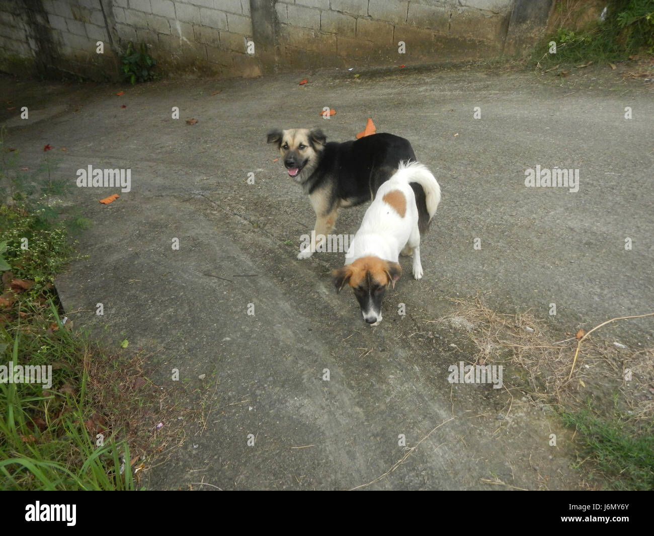 0842 Copulating dogs in the Philippines 05 Stock Photo - Alamy