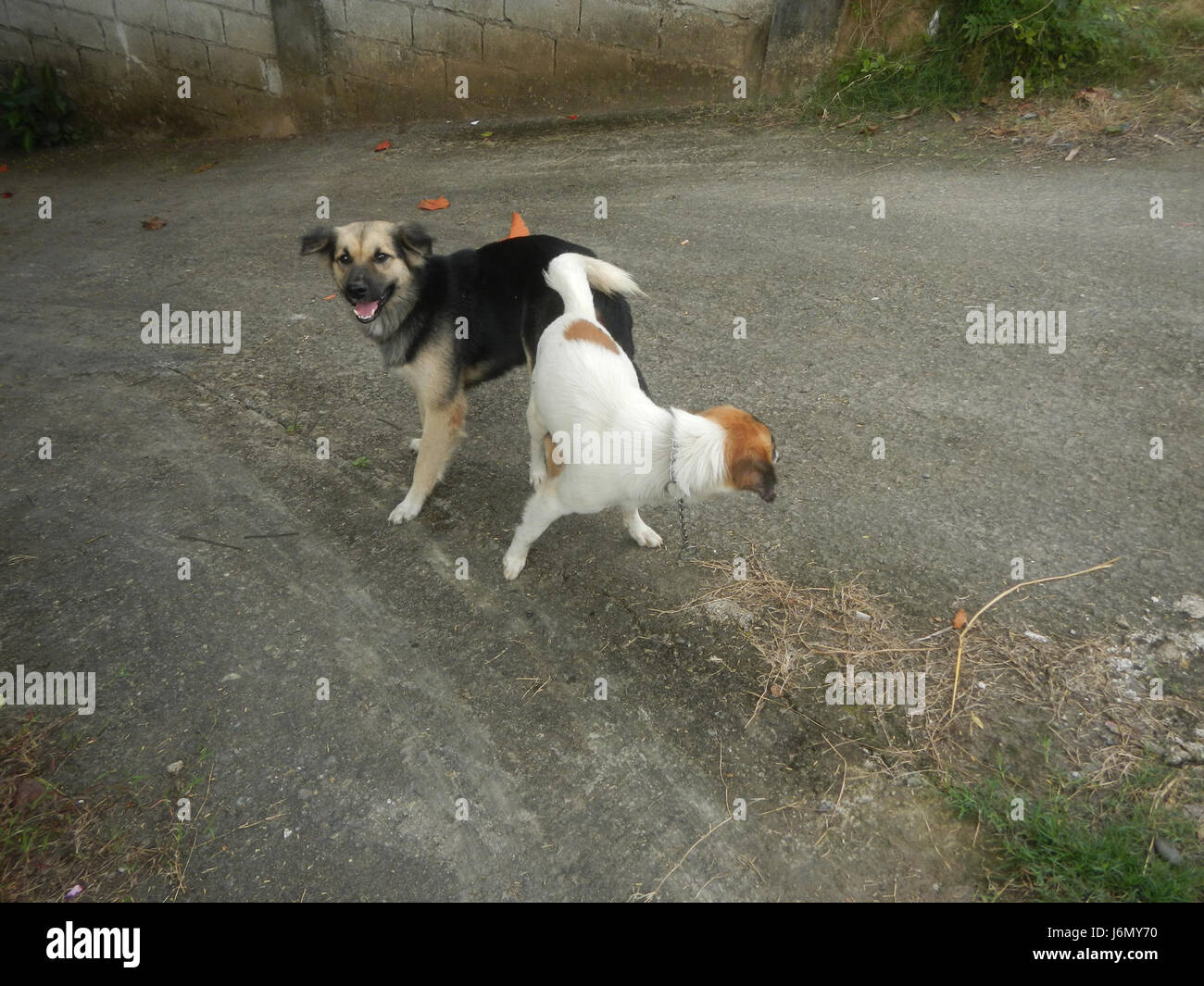 0842 Copulating dogs in the Philippines 06 Stock Photo - Alamy