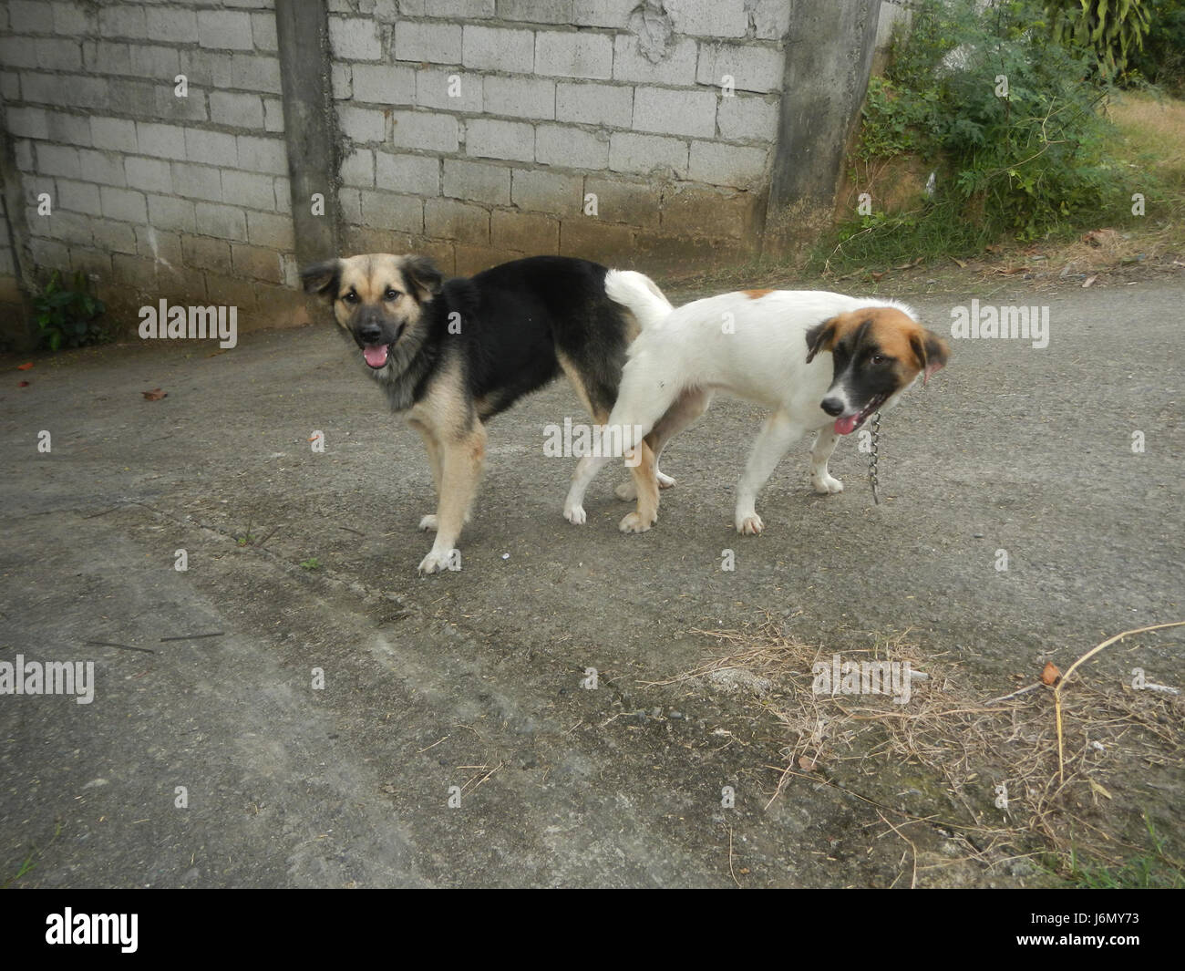 0842 Copulating dogs in the Philippines 09 Stock Photo - Alamy